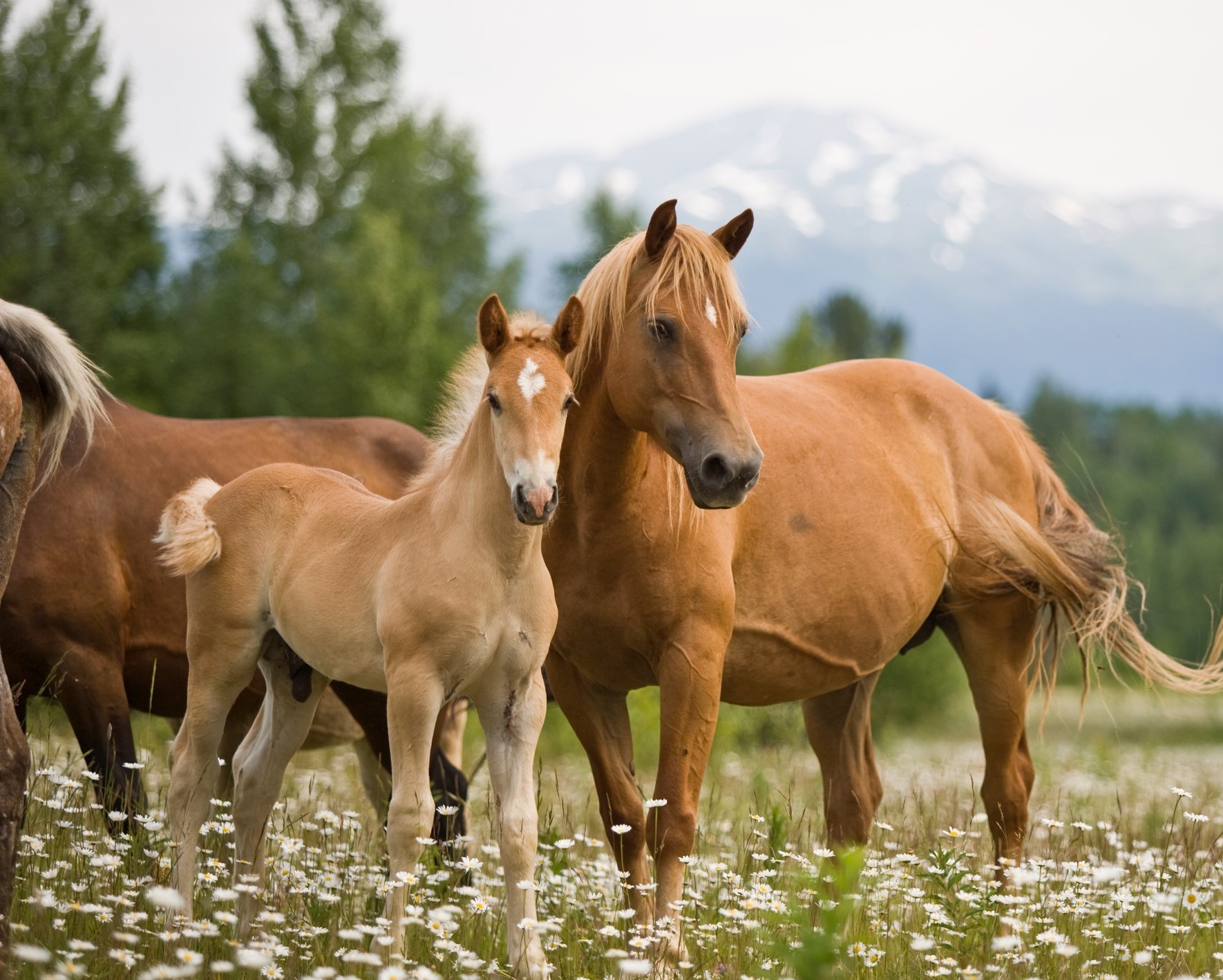 Gesundes Futter für Ihr Pferd | SALVANA Pferdefutter