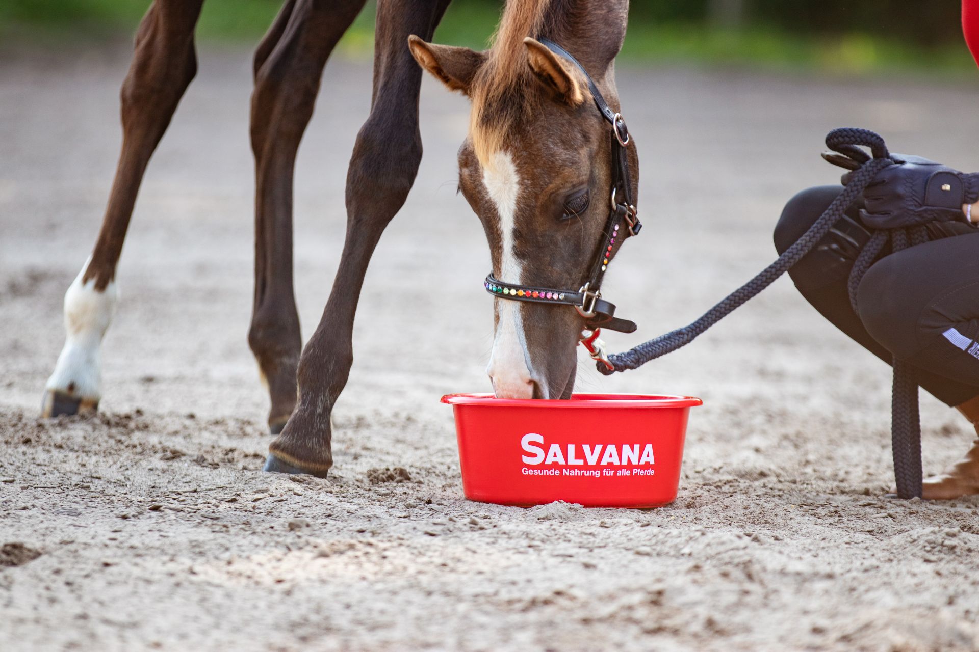 Fohlenfutter online kaufen | SALVANA Pferdefutter