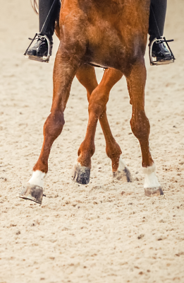 Gesundes Pferdefutter | SALVANA Pferdefuttershop