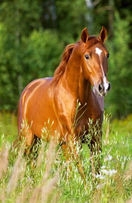 Gesundes Pferdefutter | SALVANA Pferdefuttershop