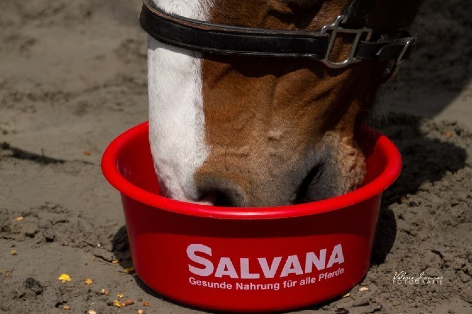 Pferdefutter: natürlich vom Spezialisten | SALVANA