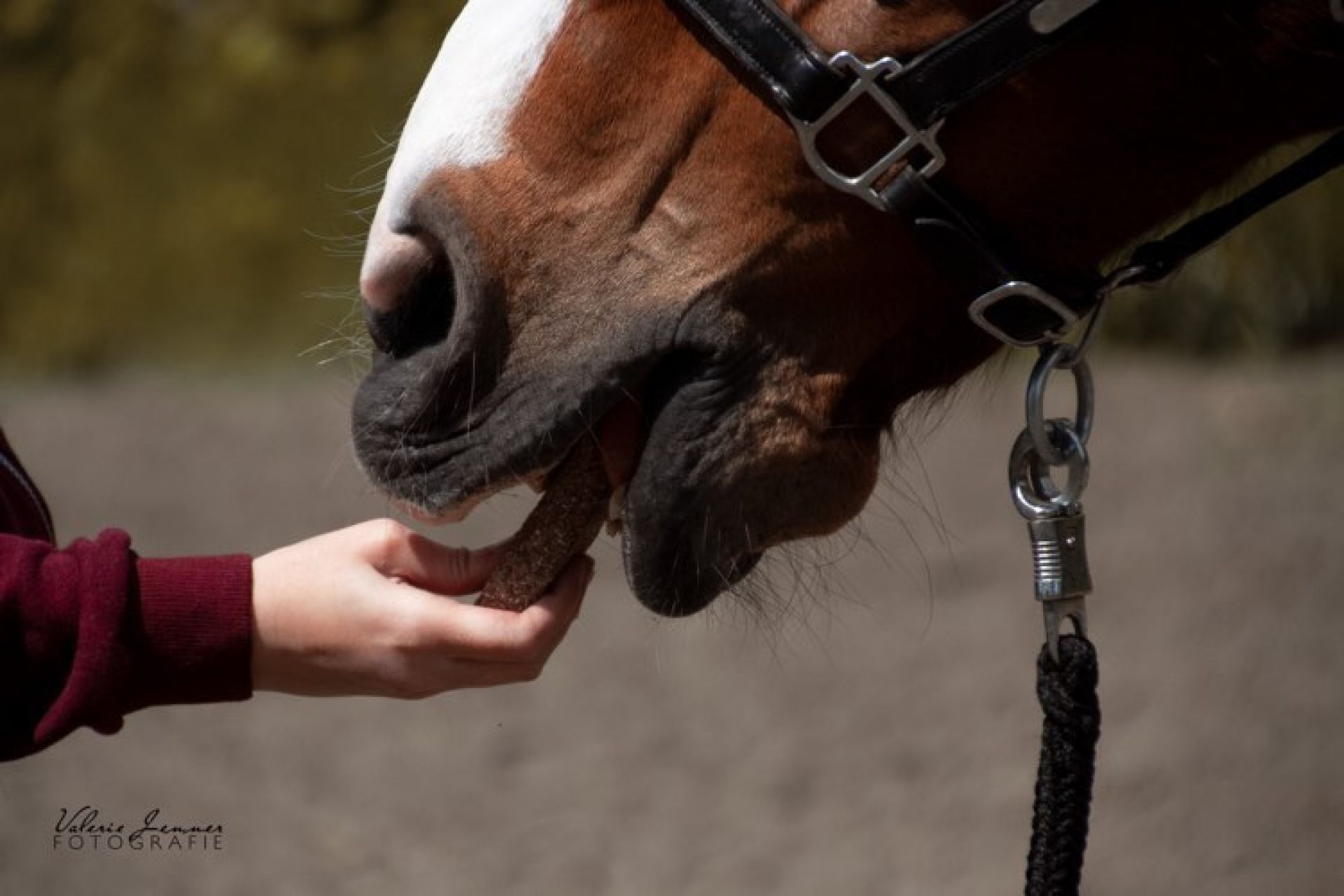 SALVANA Qualität | SALVANA Pferdefutter